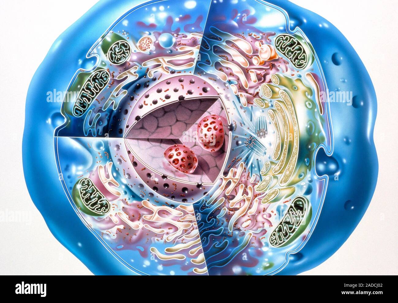 Illustration of the ultrastructure of a typical human cell. The cell ...