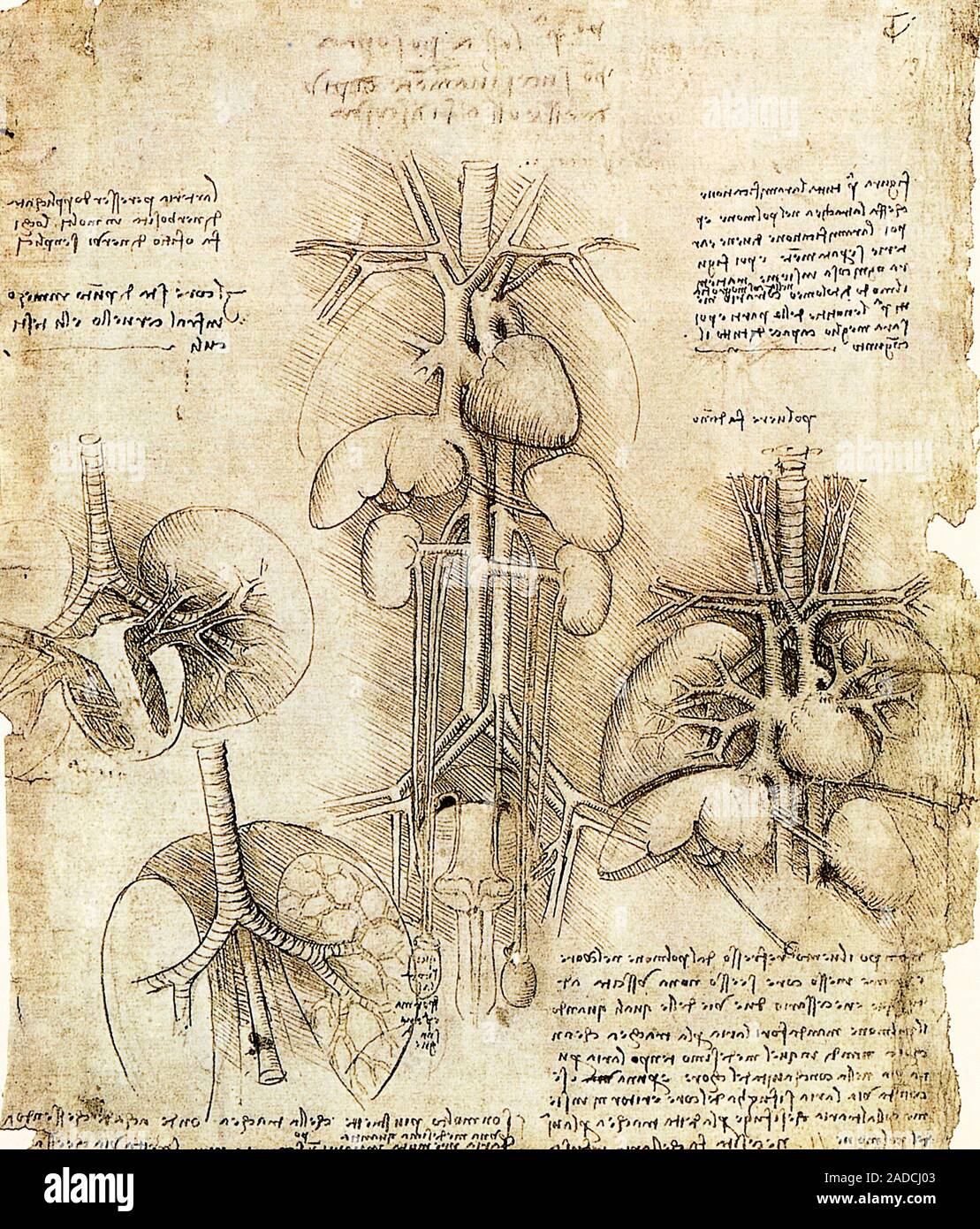 Drawing by Leonardo da Vinci (1452-1519) of dissections of heart, lungs ...
