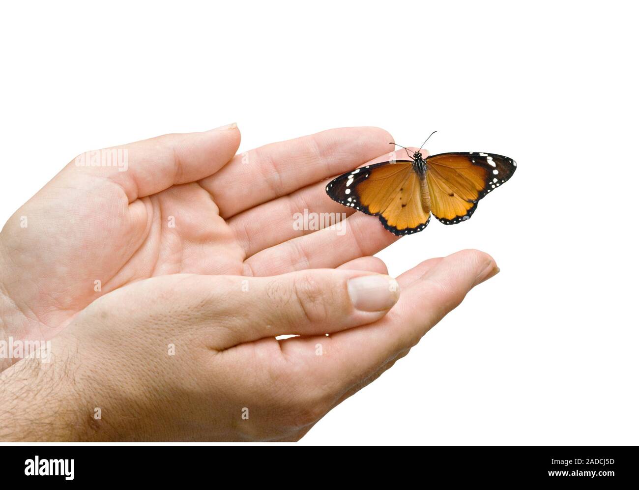 Monarch butterfly in hands Stock Photo - Alamy