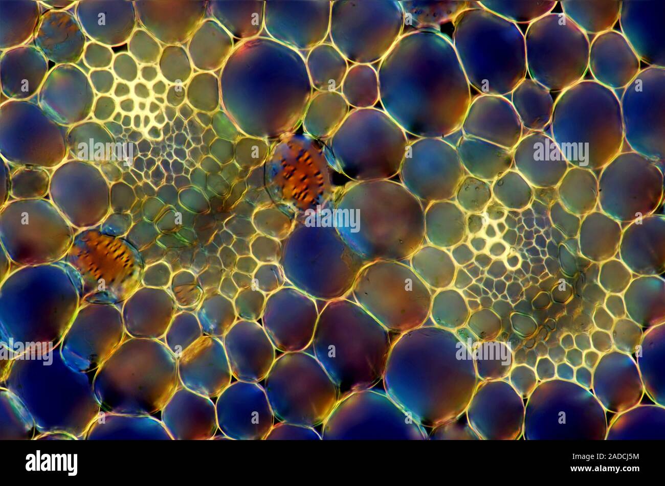 Hosta sp. stalk. Polarised light micrograph of a transverse section ...
