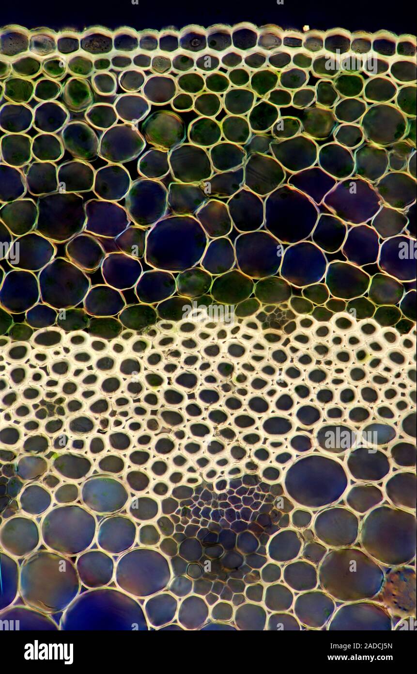 Hosta sp. stalk. Polarised light micrograph of a transverse section ...