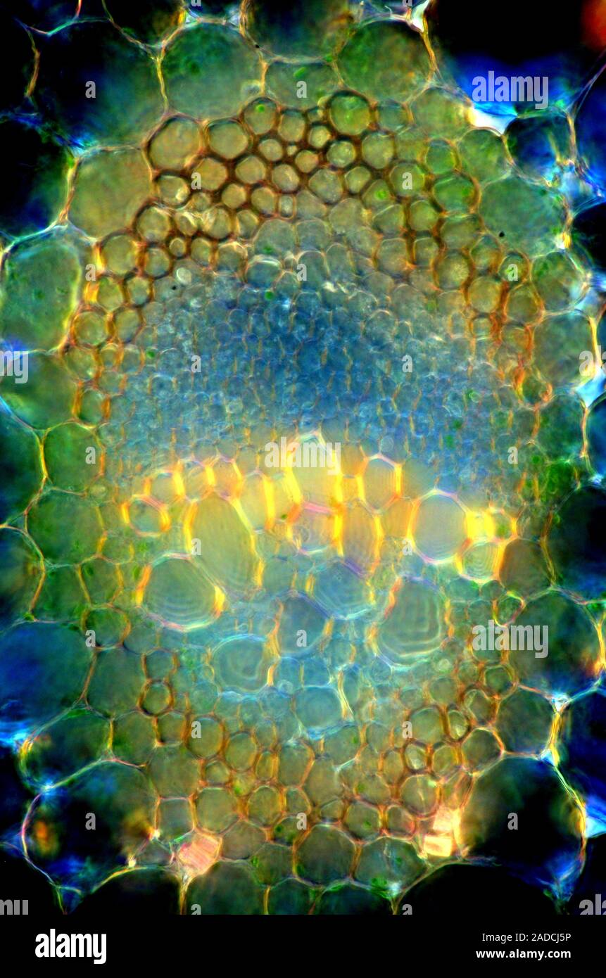 Hosta sp. stalk. Darkfield illuminated polarised light micrograph of a ...