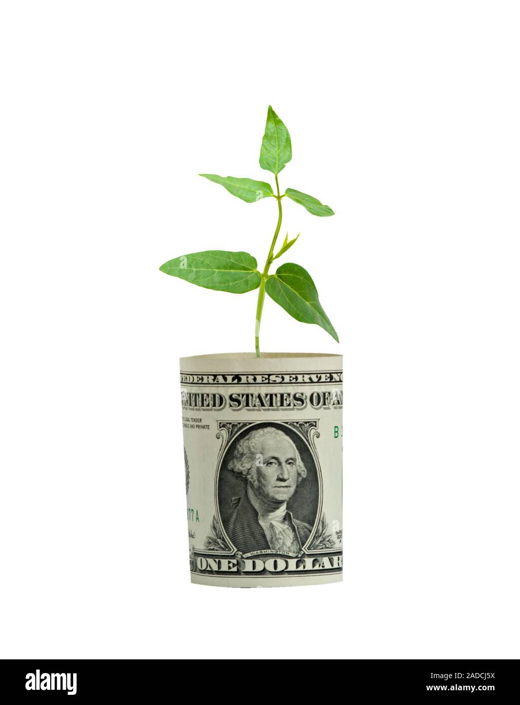 Sprout growing from dollar bill Stock Photo - Alamy