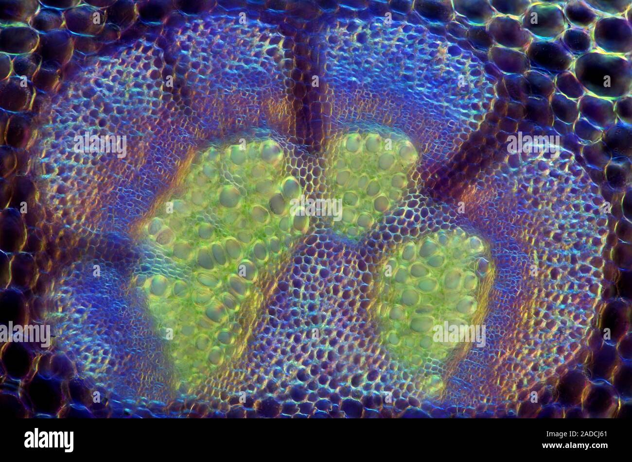 Kale (Brassica oleracea sabellica) leaf stalk. Darkfield illuminated ...