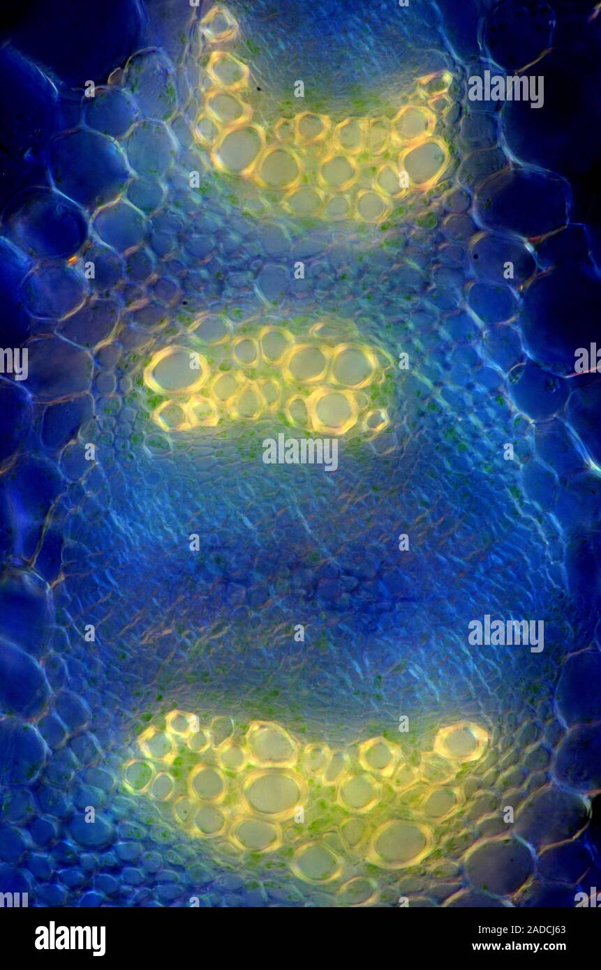 Kale Brassica Oleracea Sabellica Leaf Stalk Polarised Light Micrograph Of A Transverse