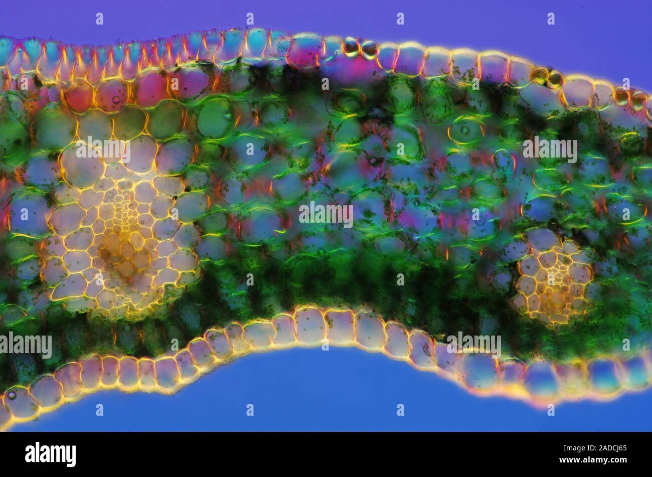 Lily (Lilium sp.) leaf. Polarised light micrograph of a transverse ...