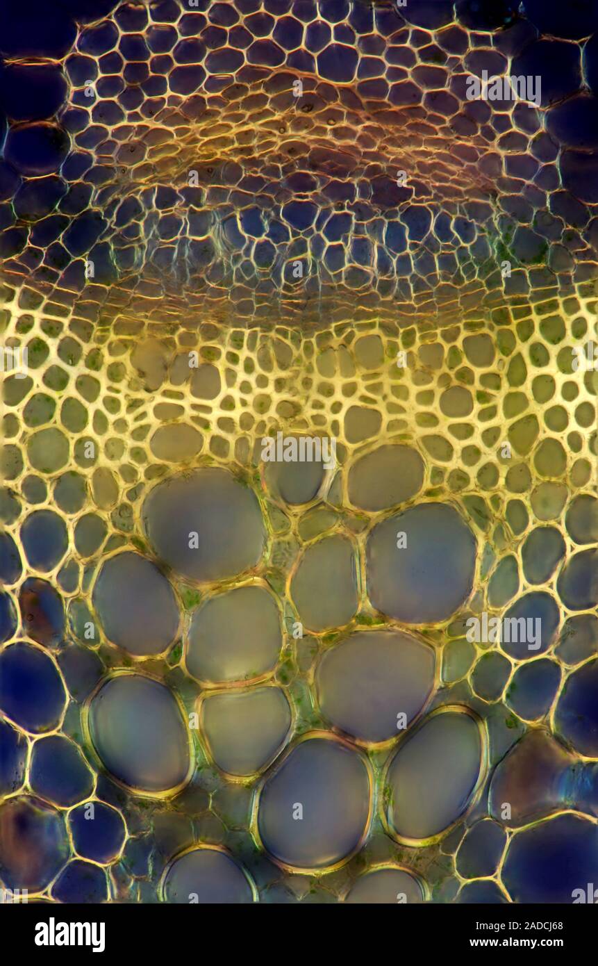 Lily (Lilium sp.) stalk. Polarised light micrograph of a transverse ...