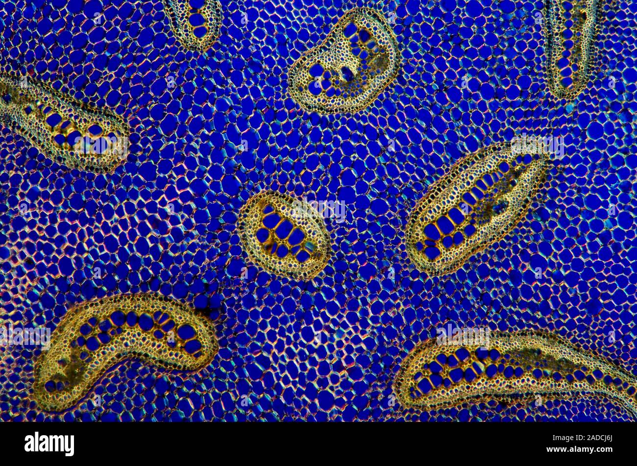 Fern stalk. Polarised light micrograph of a transverse section through ...