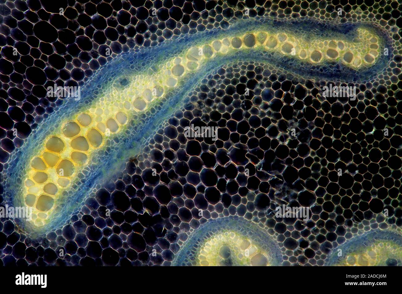 Fern stalk. Darkfield illuminated polarised light micrograph of a ...