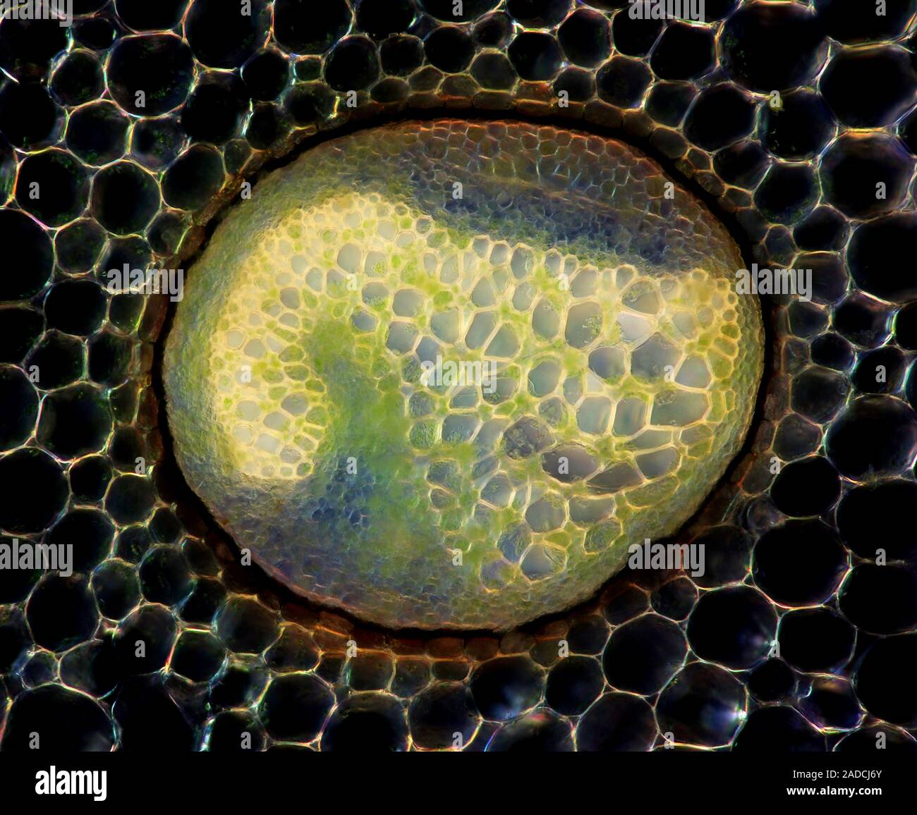 Fern stalk. Darkfield illuminated polarised light micrograph of a ...