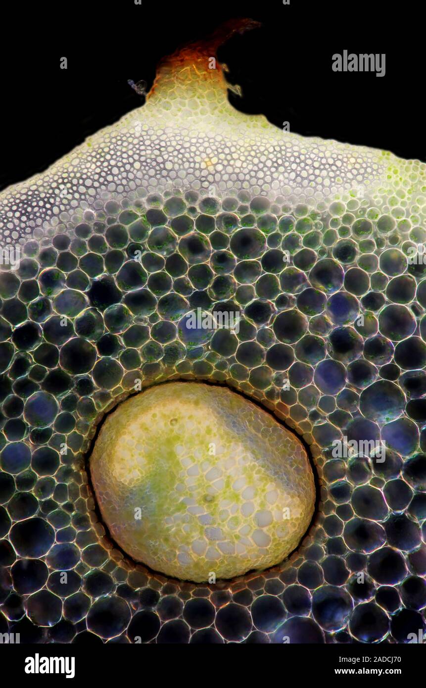 Fern stalk. Darkfield illuminated polarised light micrograph of a ...