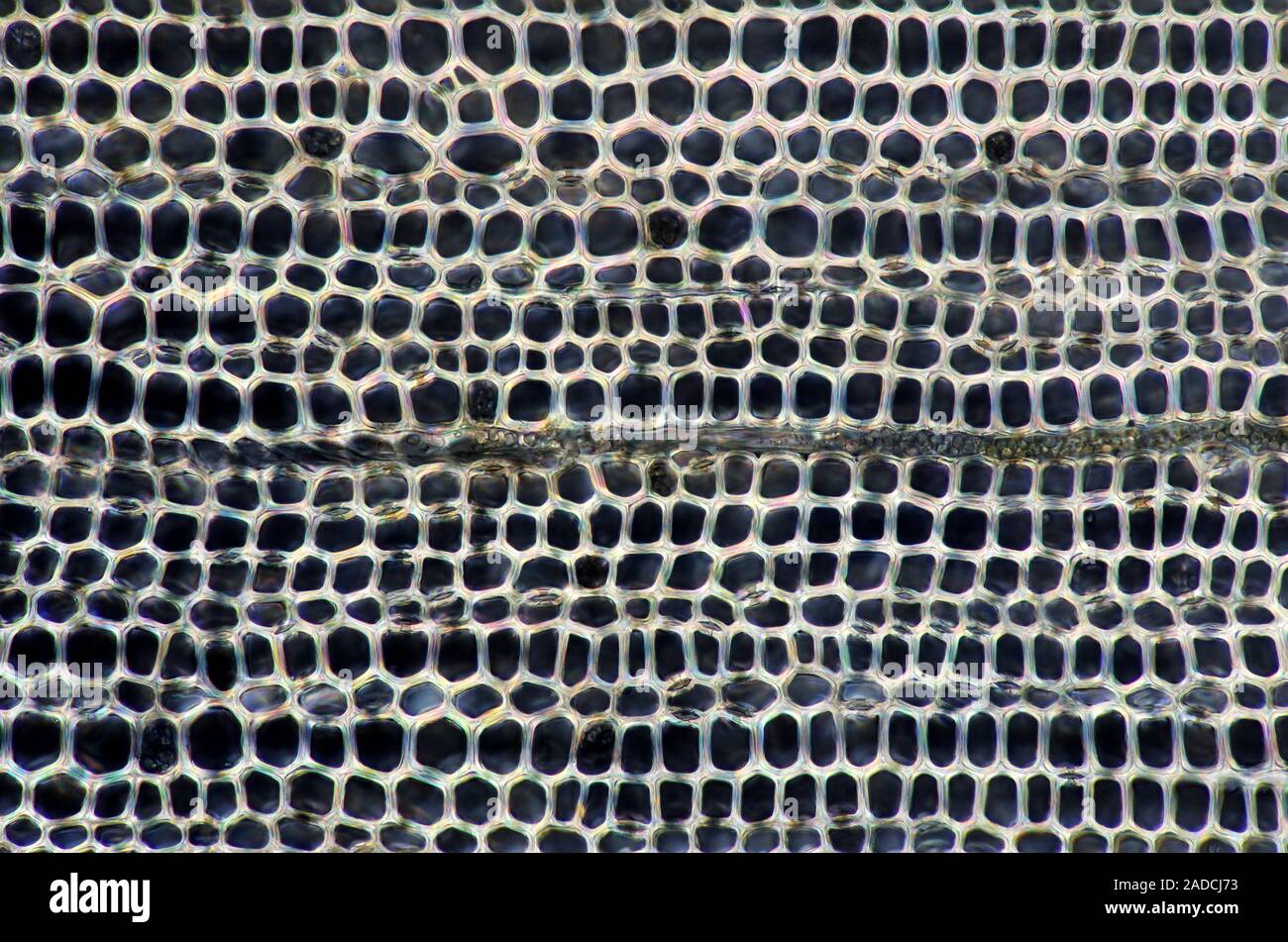 Cypress (family Cupressaceae) tree stalk. Polarised light micrograph of ...