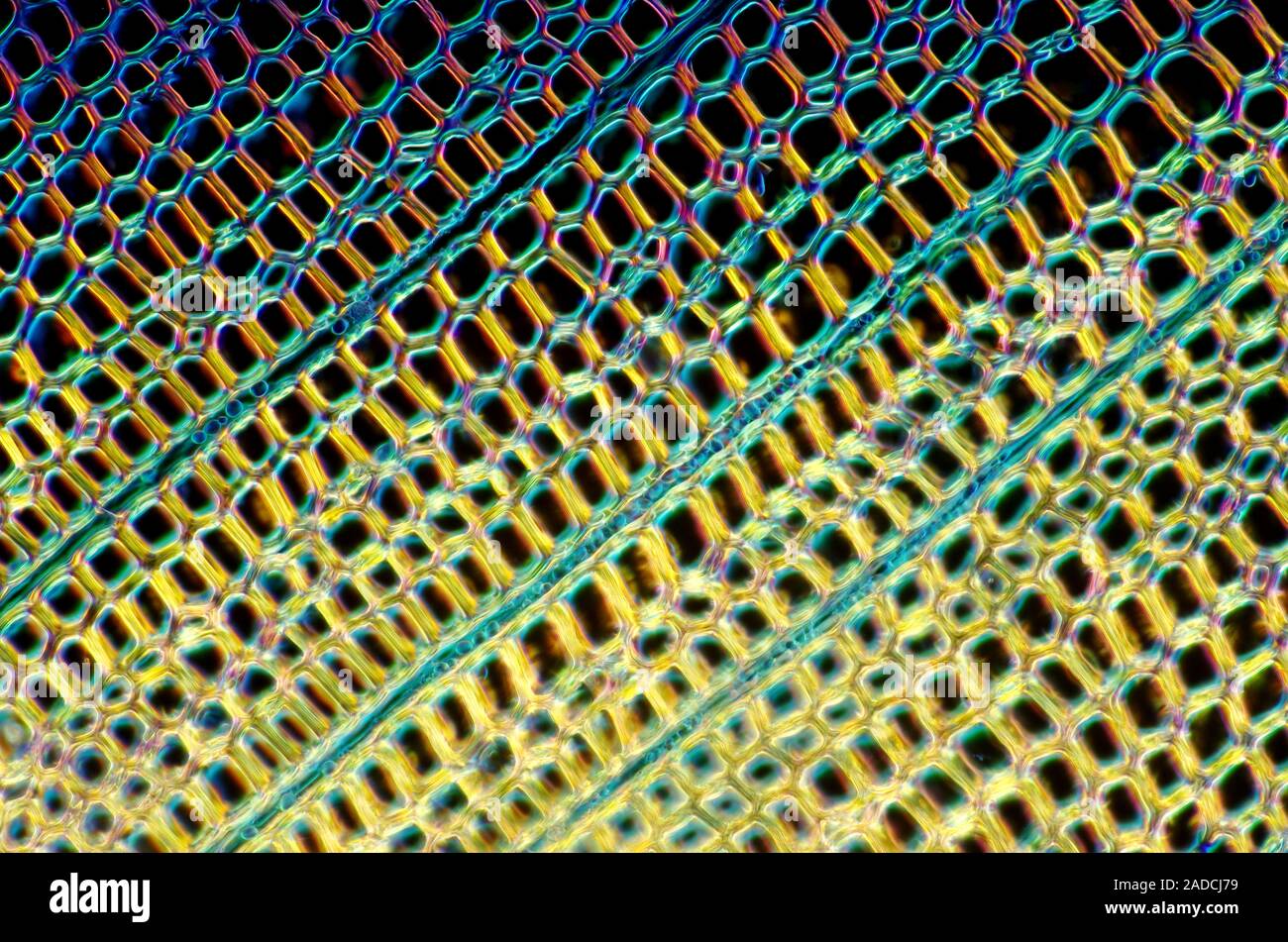 Cypress (family Cupressaceae) tree stalk. Polarised light micrograph of ...