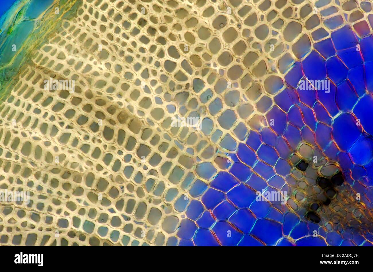 Stonecrop (Sedum sp.) stalk. Polarised light micrograph of a transverse ...