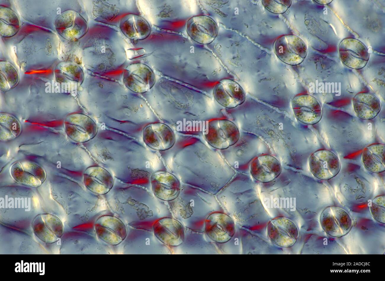 Crocus sp. stomata. Polarised light micrograph of the underside of a ...