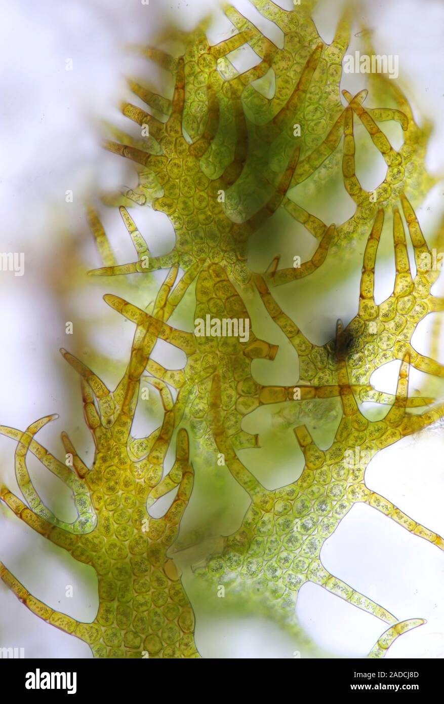 Marchantiophyte plant, polarised light micrograph. Magnification: x100 ...