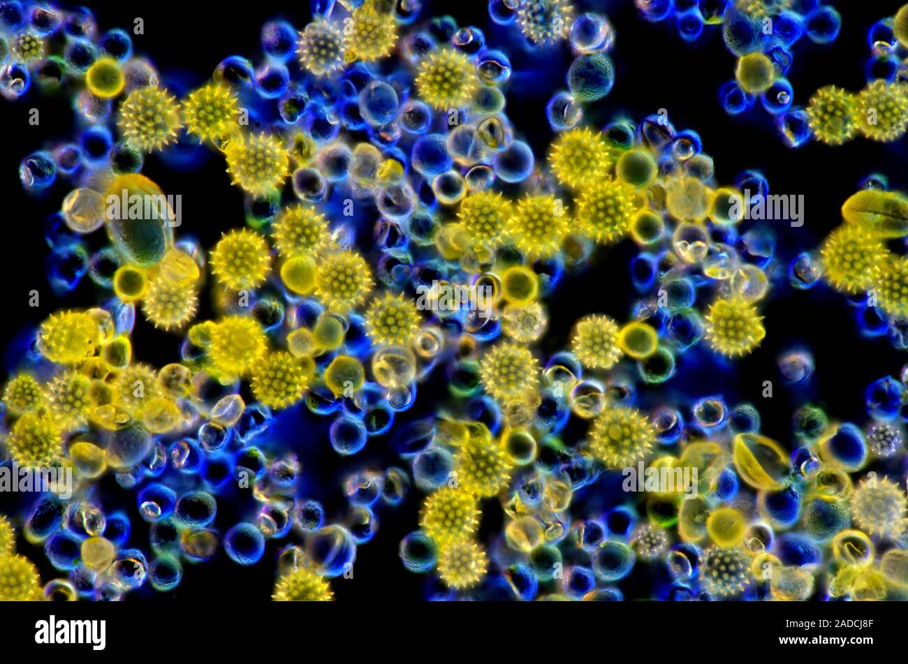 Pollen grains. Darkfield illuminated polarised light micrograph of ...