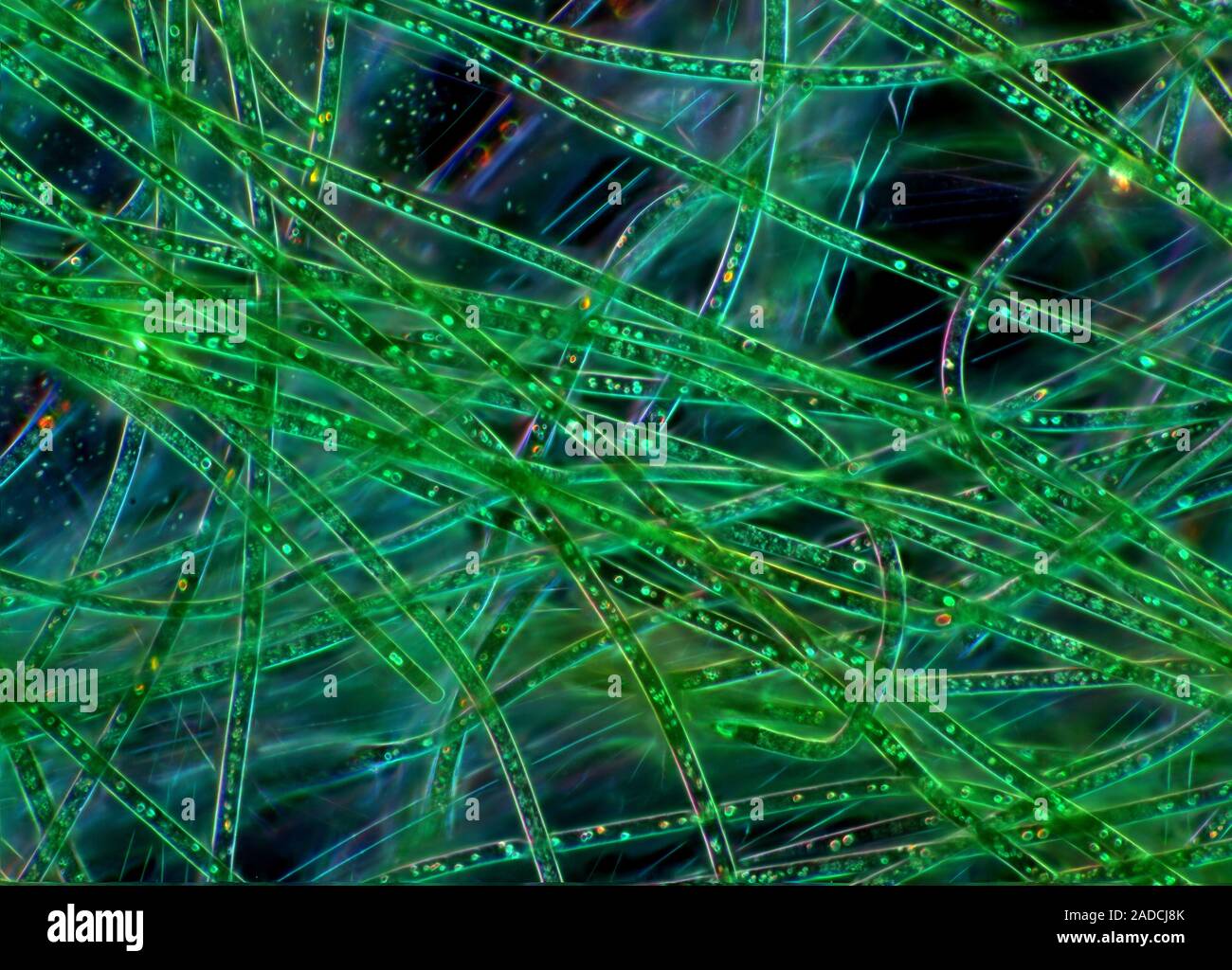 Filamentous green algae, polarised light micrograph. Magnification ...