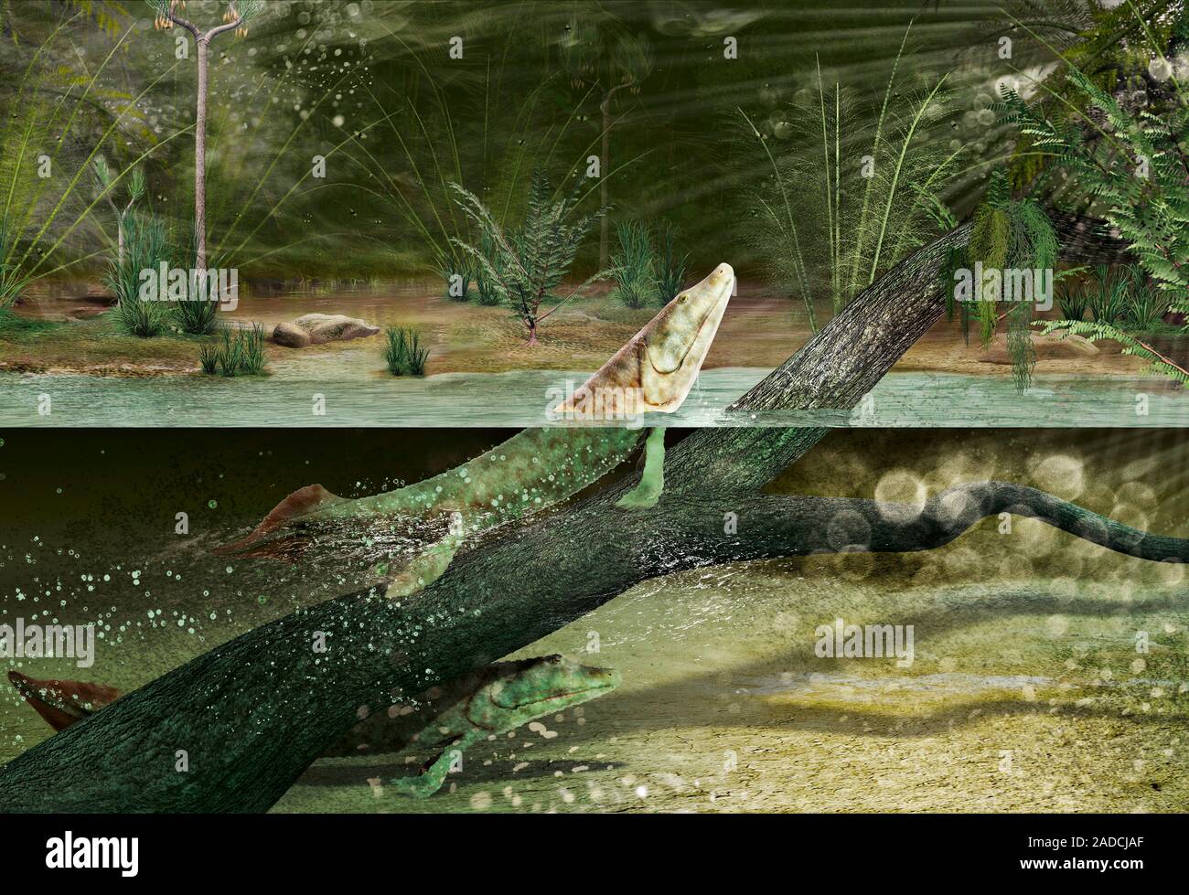 Tiktaalik prehistoric fish, illustration. This extinct lobe-finned fish ...