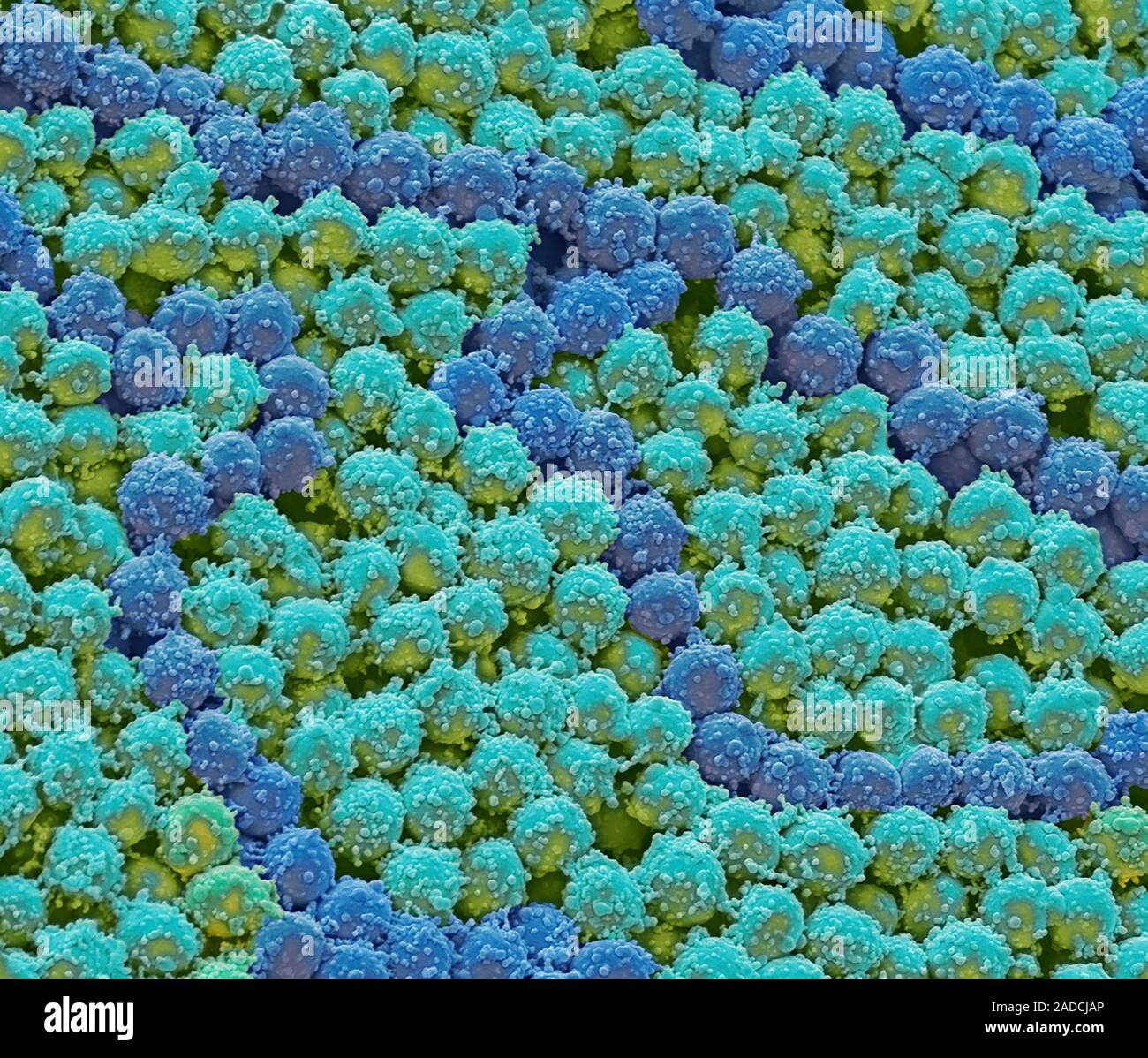 Lactococcus Bacteria Scanning Electron Micrograph Sem Of Lactococcus Sp Bacteria From A Blue