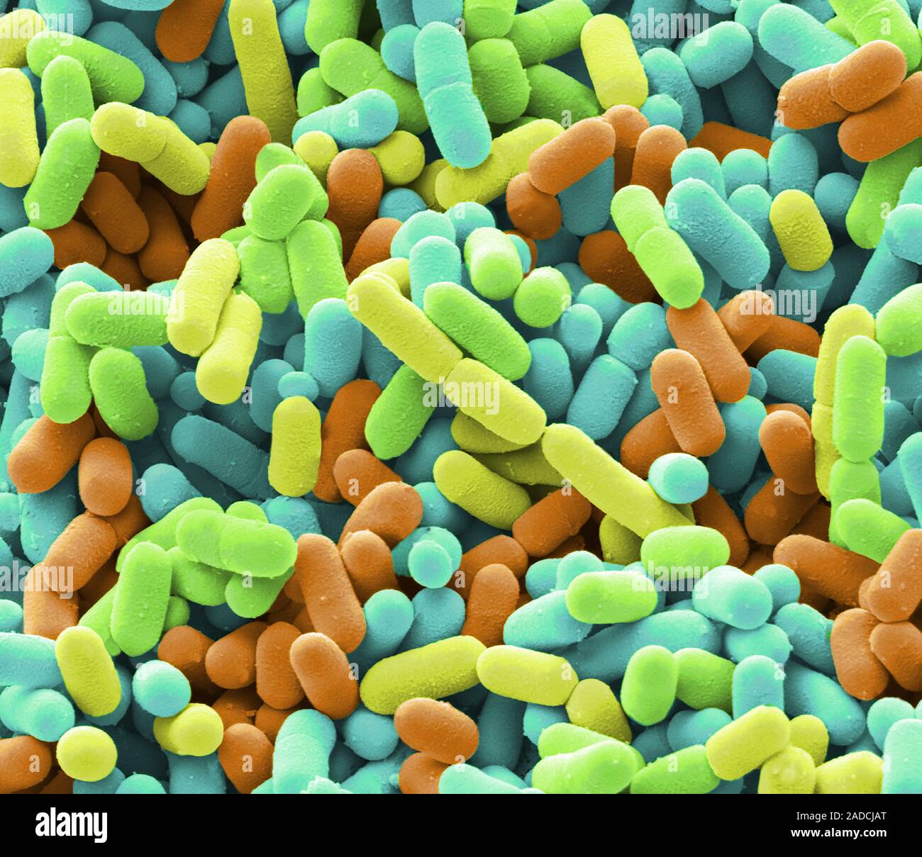 E.coli bacteria from a domestic fridge. Coloured scanning electron ...