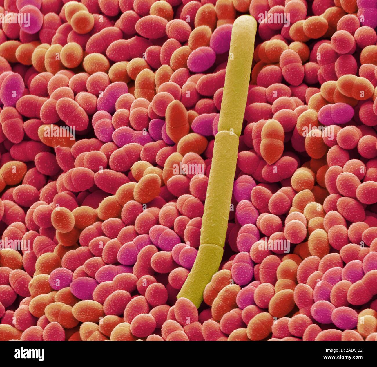 Yoghurt bacteria. Coloured scanning electron micrograph (SEM) of the ... Yoghurt bacteria. Coloured scanning electron micrograph (SEM) of the ...
