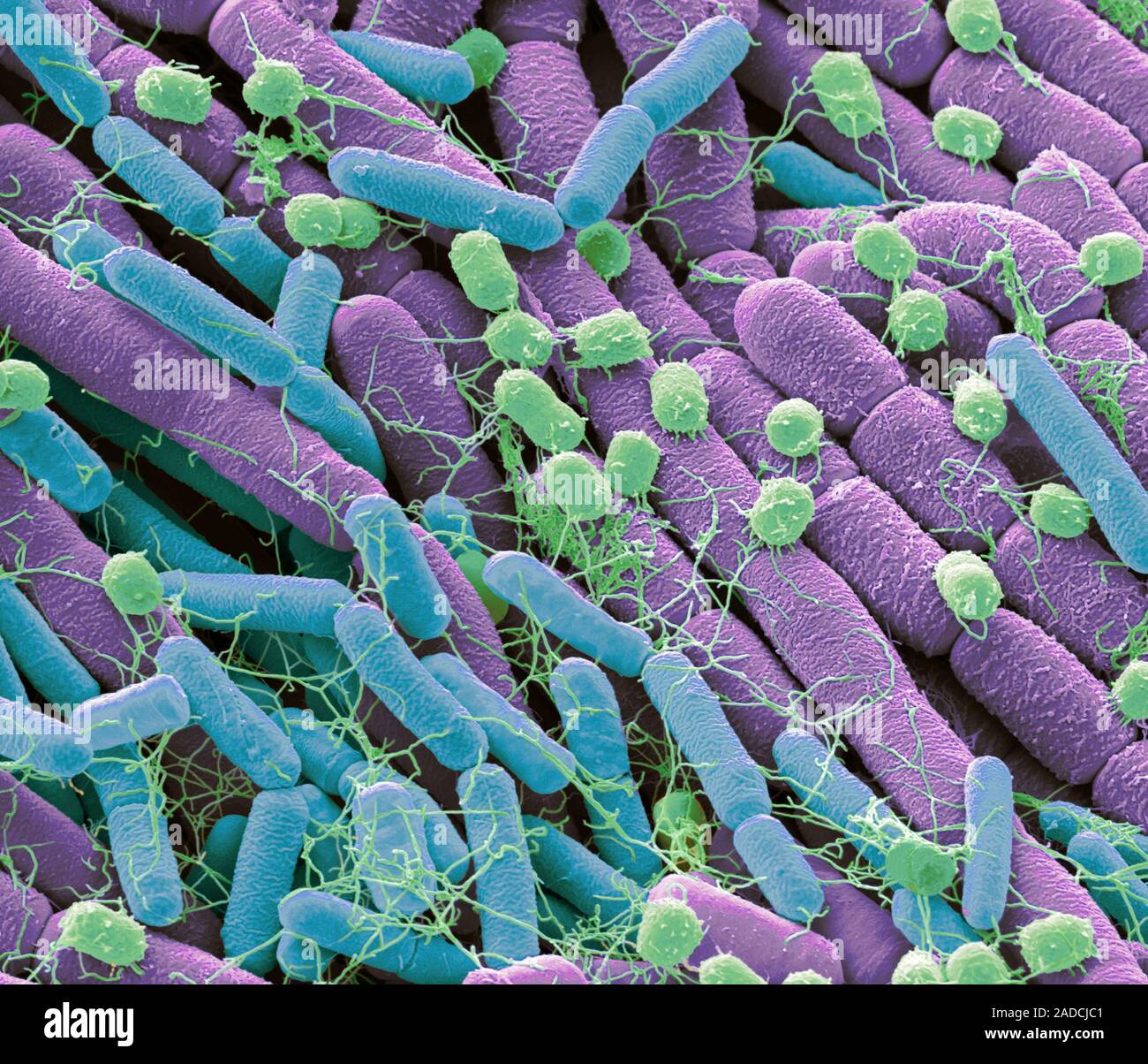 Soil bacteria. Coloured scanning electron micrograph (SEM). Bacteria in ...