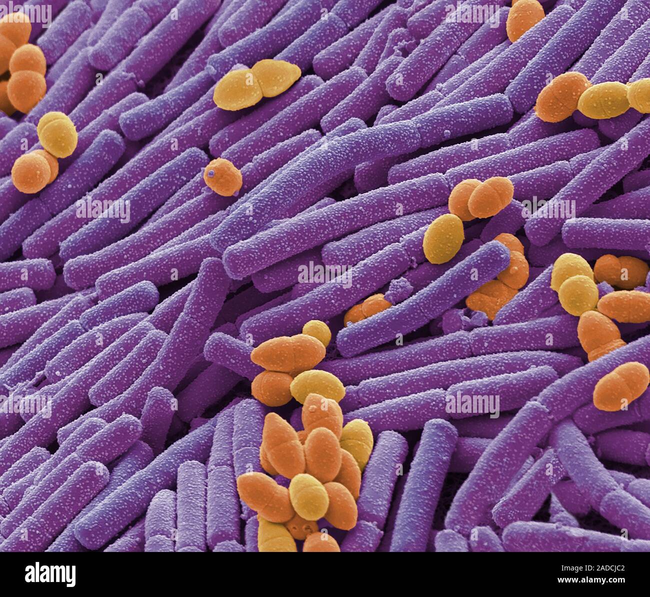 Kefir bacteria. Scanning electron micrograph (SEM) of Lactobacillus ...