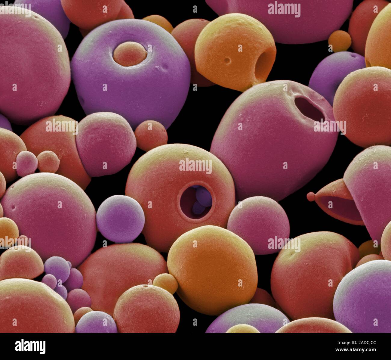 PLGA microspheres, coloured scanning electron micrograph (SEM). PLGA ...