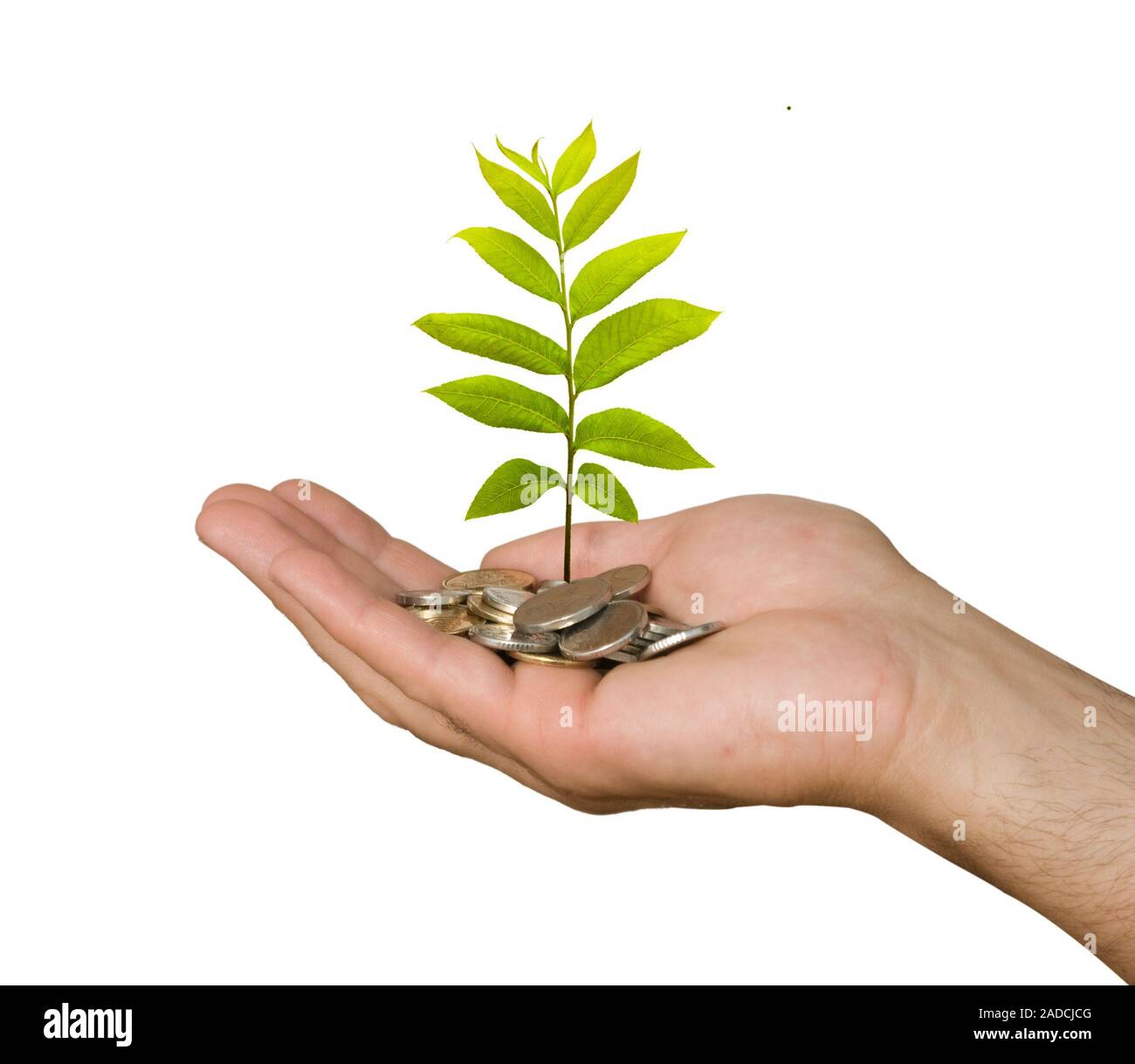 Hand with tree growing from pile of coins Stock Photo - Alamy