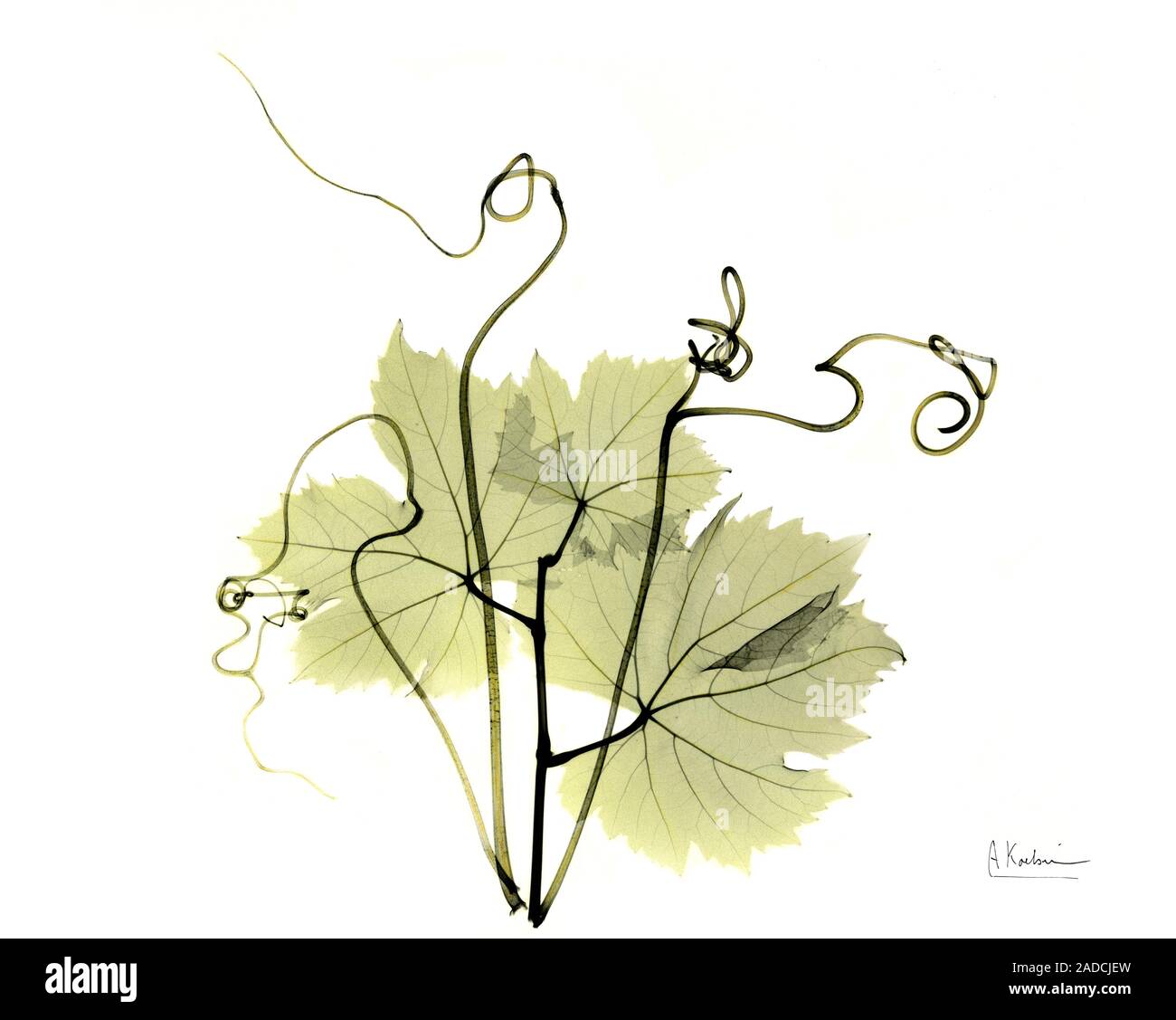 Grape (Vitis sp.) leaves and tendrils, coloured X-ray Stock Photo - Alamy