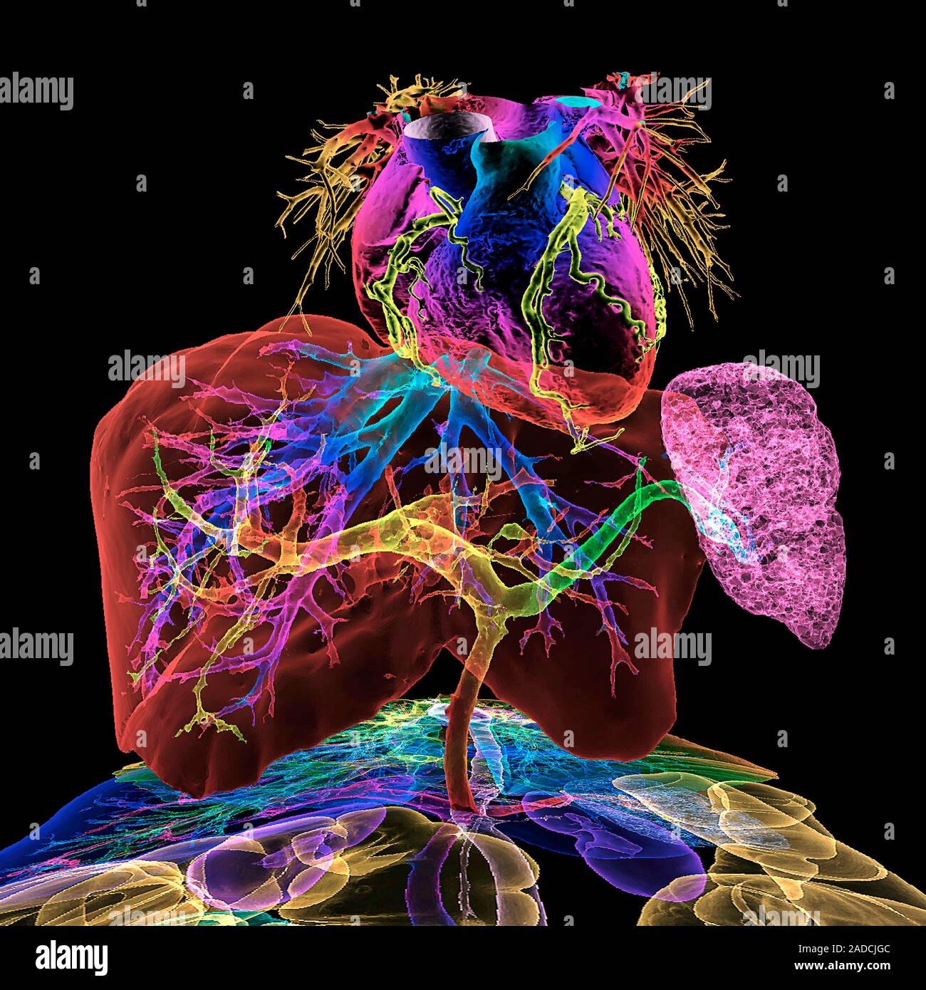 Human internal organs, 3D coloured computed tomography (CT) scan. This ...
