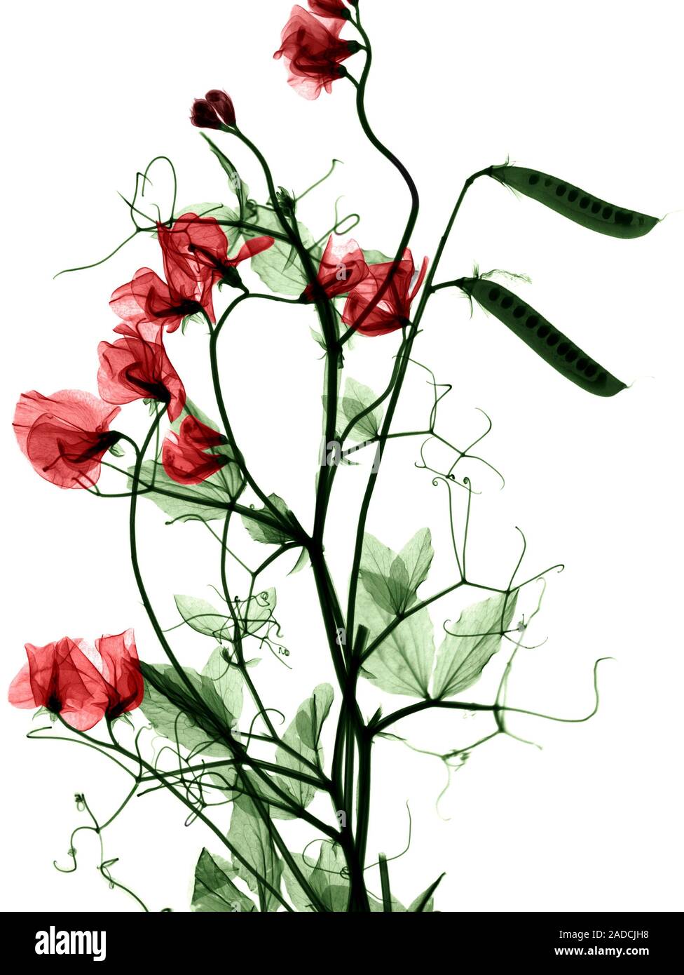 Not for print or poster uses Sweetpea (lathyrus sp.) flowers, coloured ...