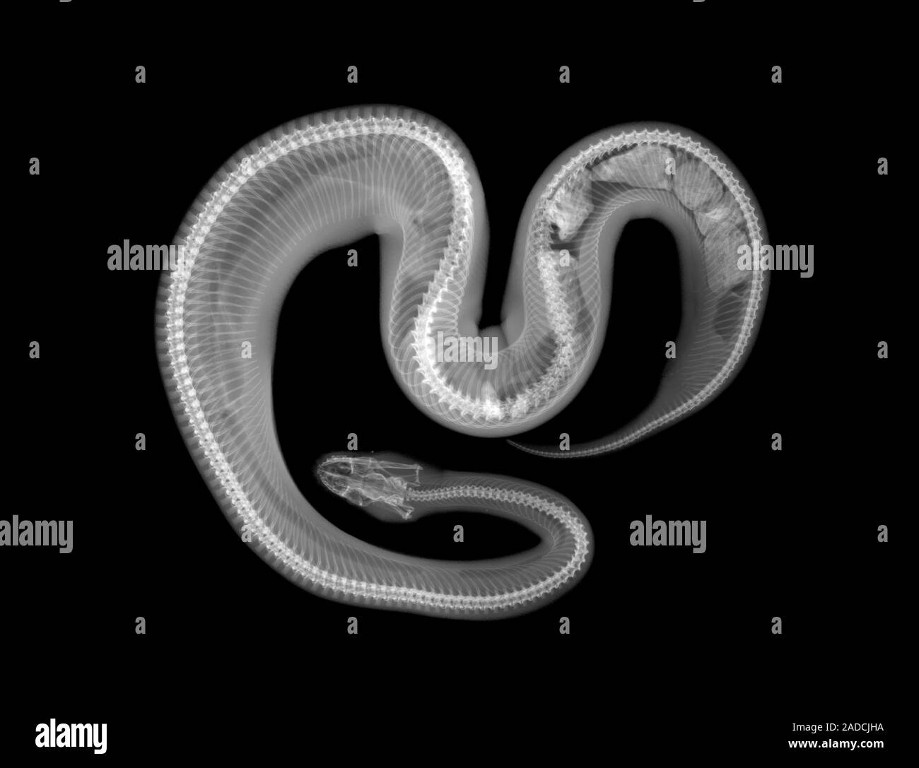 Boa (family Boinae) snake, X-ray Stock Photo - Alamy