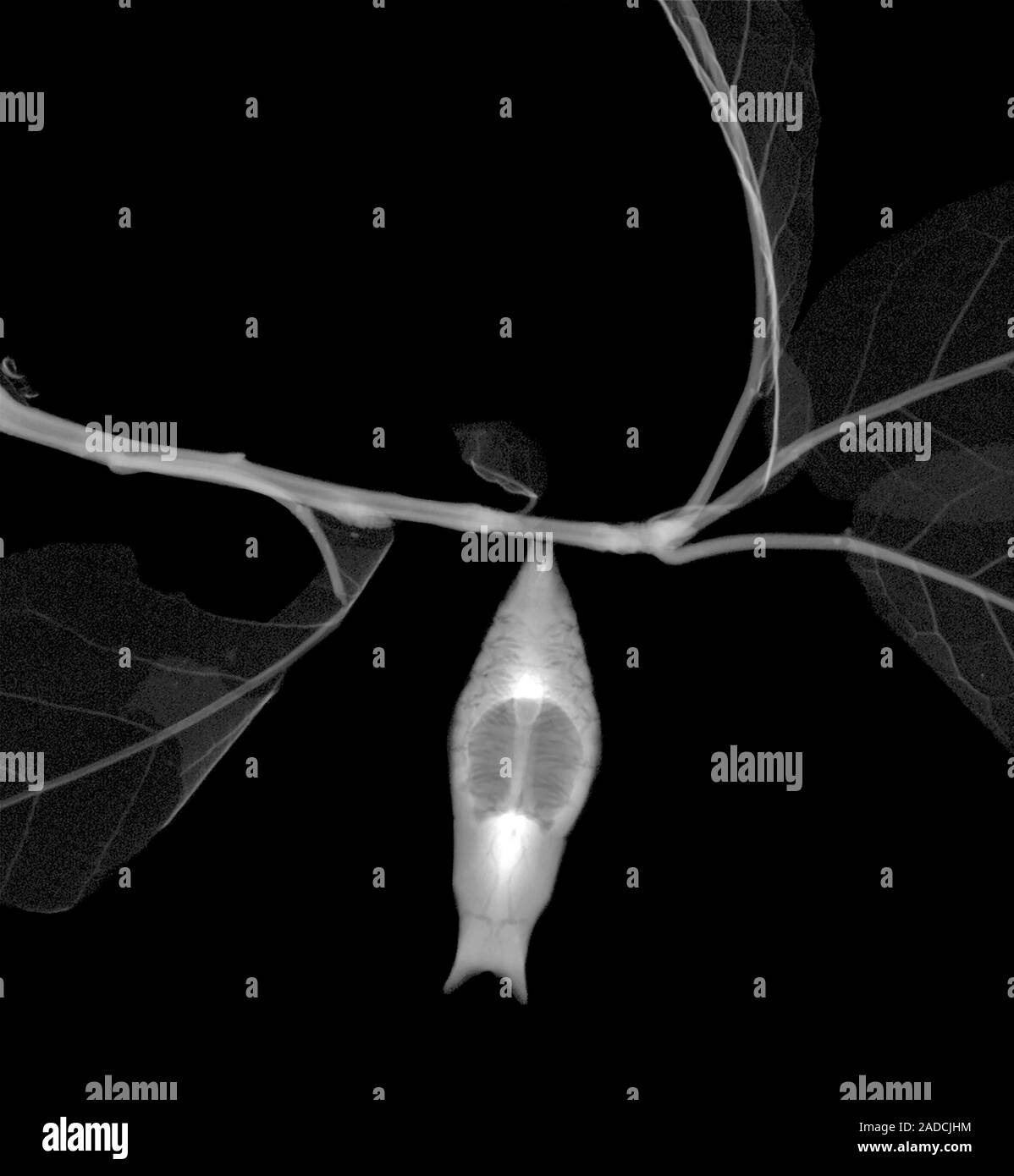 Not for print or poster uses Butterfly pupa in a cocoon, X-ray Stock ...