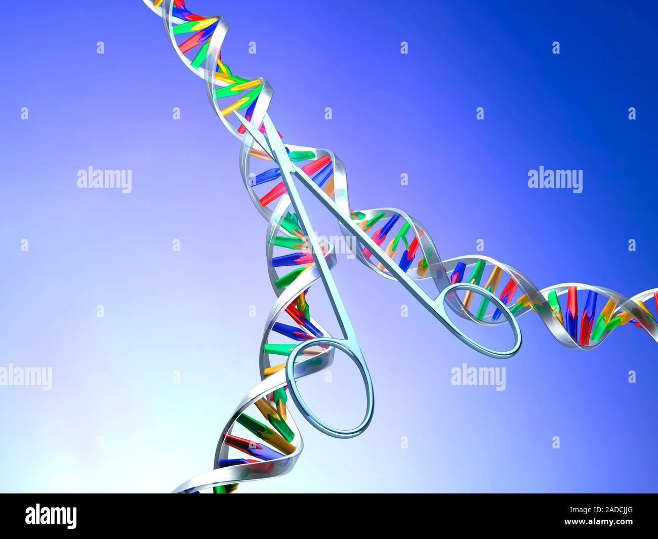 Genome editing. Conceptual computer artwork of a DNA (deoxyribonucleic ...