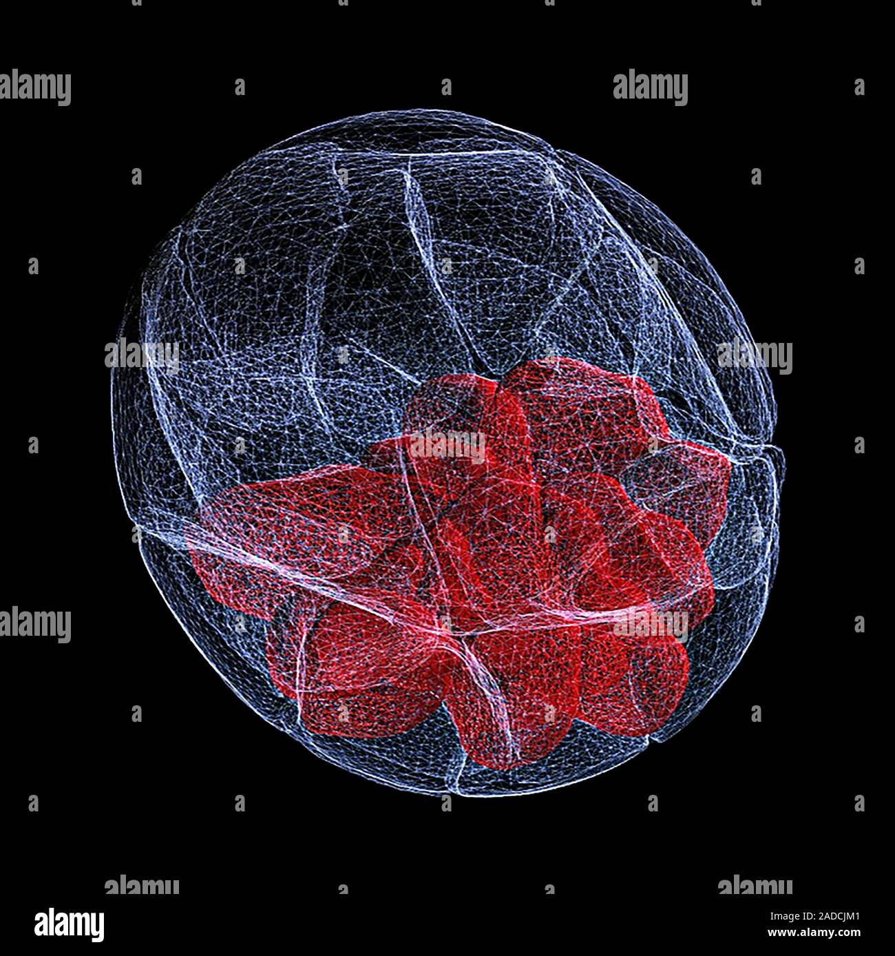 Blastocyst of the mouse embryo, confocal microscopy and 3D virtual ...