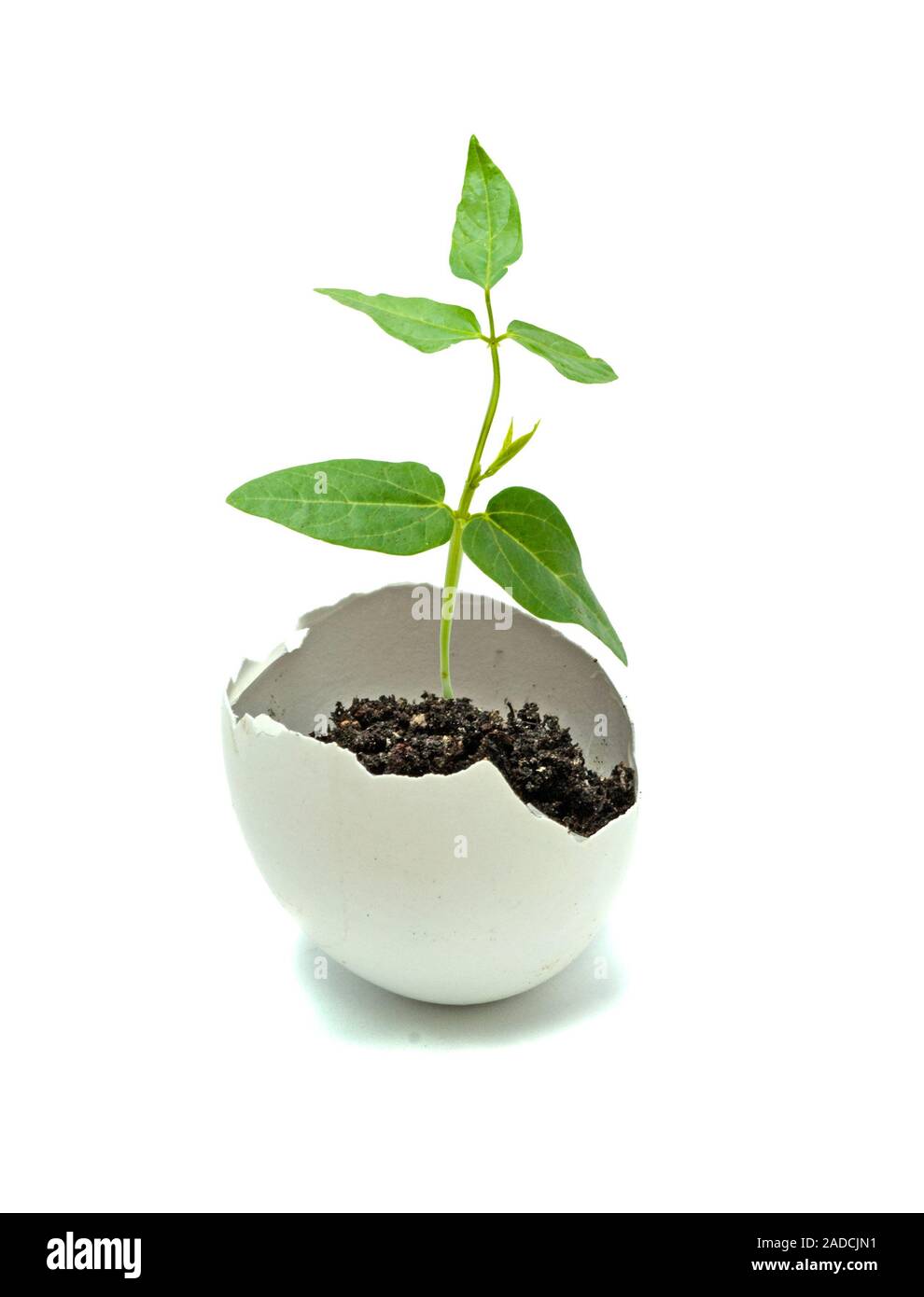 A plant hatching from egg Stock Photo - Alamy