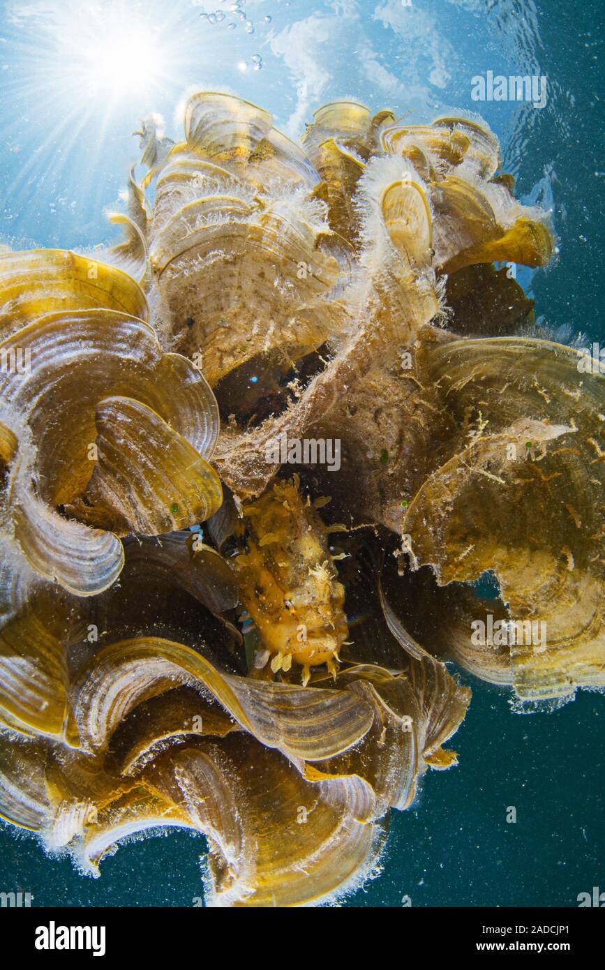 Sargassum fish (Histrio histrio) sheltering in seaweed. Sargassum fish ...