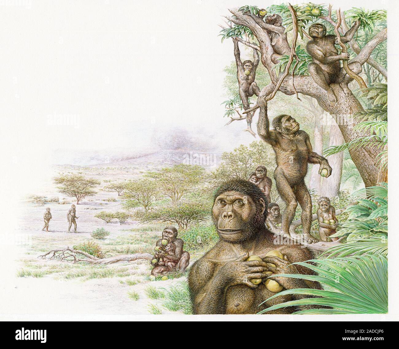 Australopithecus afarensis gathering fruit. Illustration of a group of ... Australopithecus afarensis gathering fruit. Illustration of a group of ...
