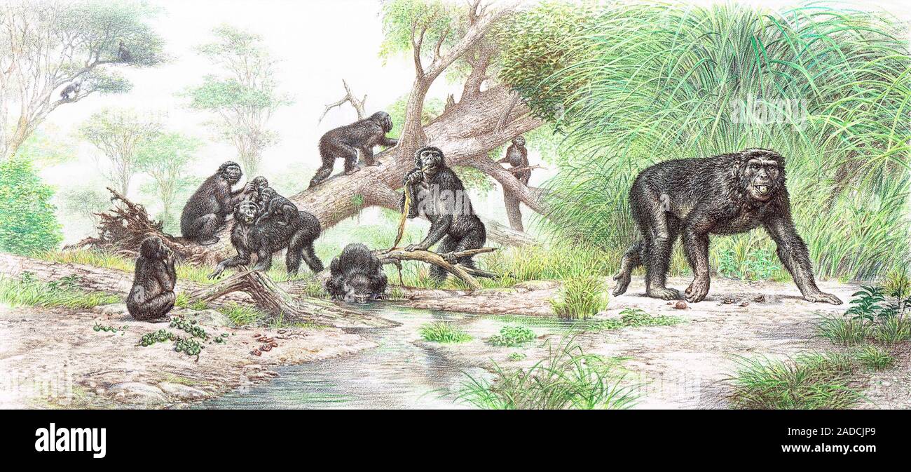 Griphopithecus. Illustration of a group of Griphopithecus prehistoric ... Griphopithecus. Illustration of a group of Griphopithecus prehistoric ...
