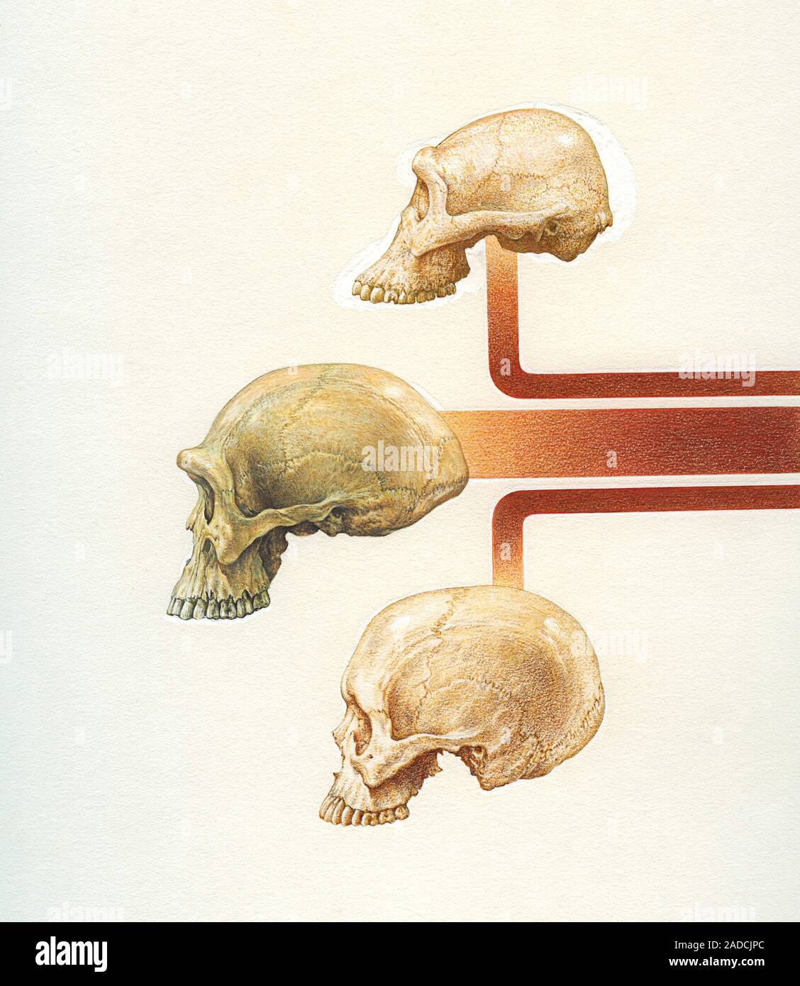 Hominid fossil skulls. Illustration of three fossil skulls from the ...