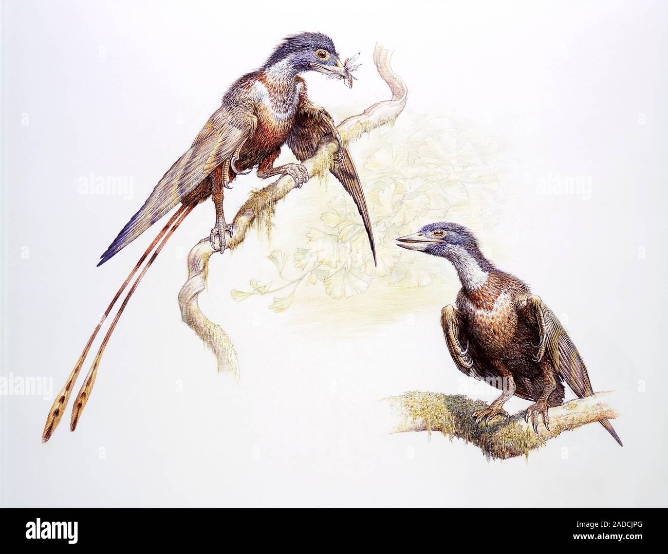Confuciusornis prehistoric birds, illustration. Confuciusornis sanctus ...