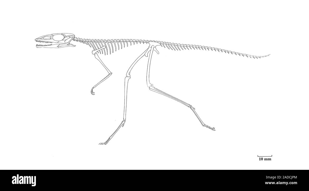 Scleromochlus skeleton, illustration. The Scleromochlus reptiles ...
