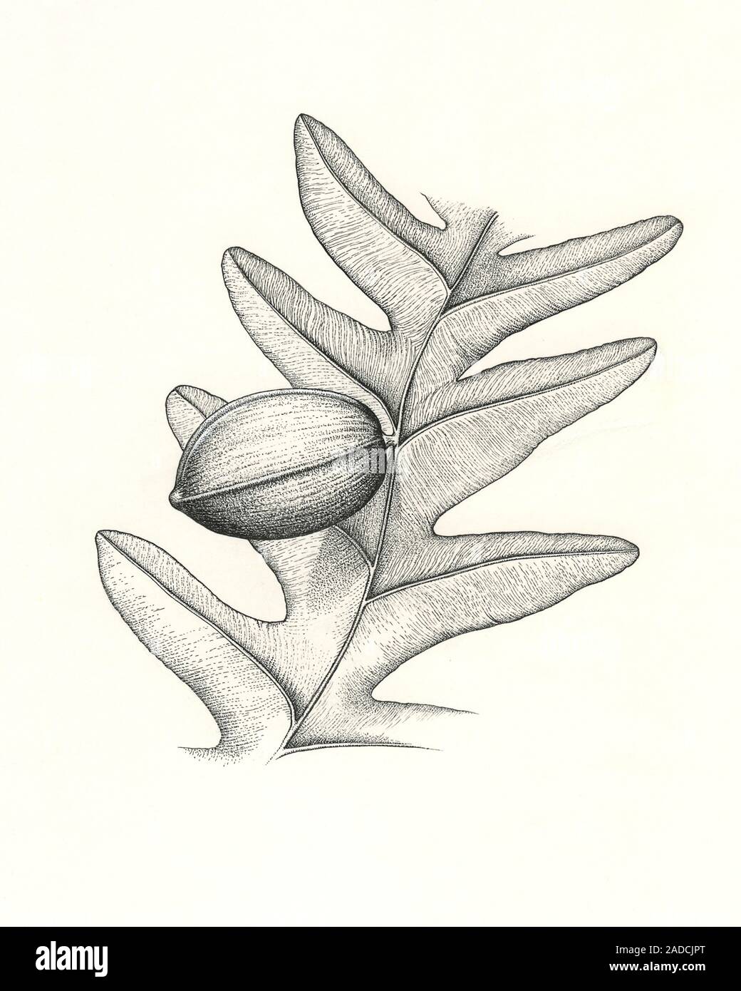Trigonocarpus prehistoric plant and seed, illustration. This extinct ...
