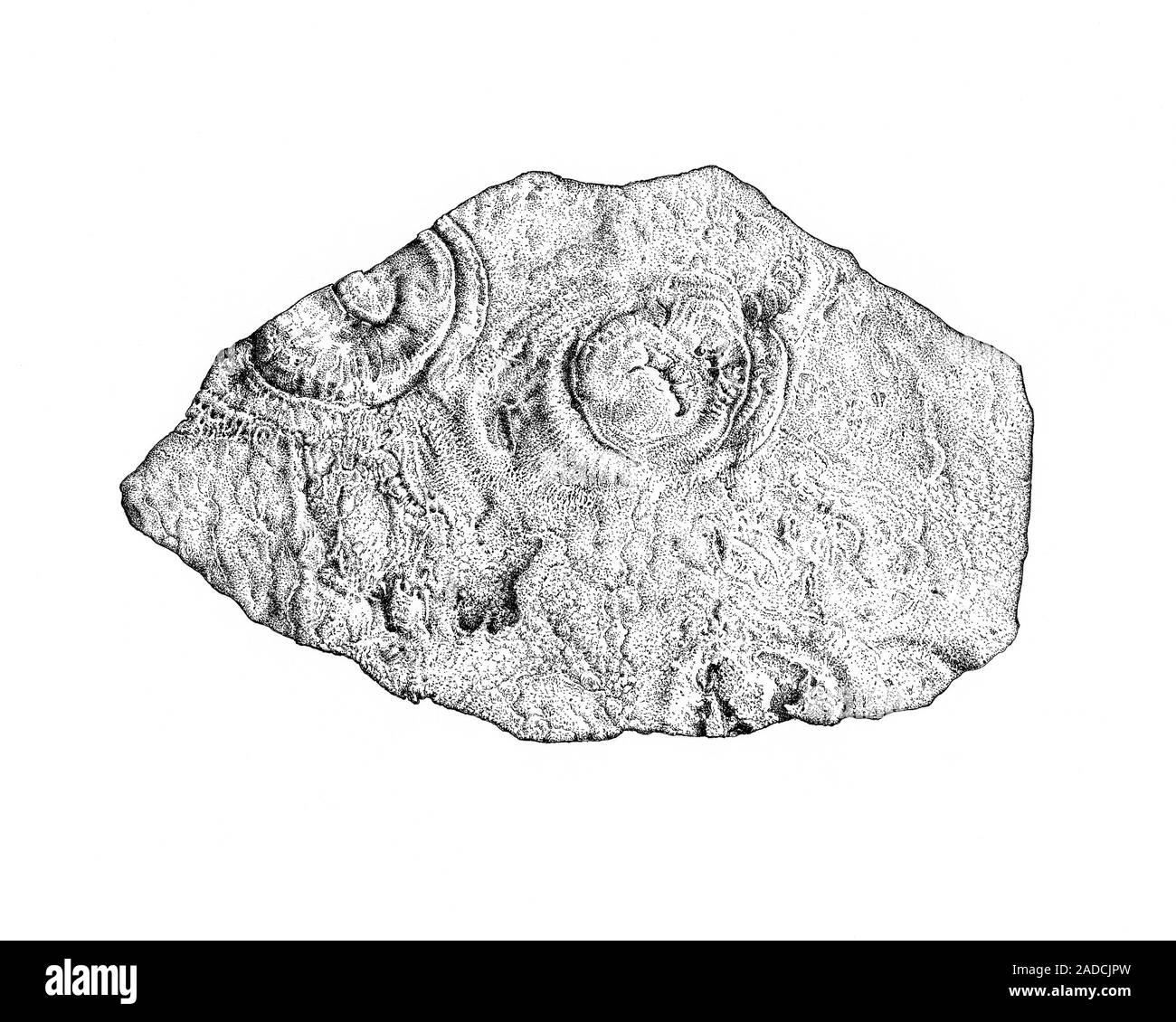 Prehistoric jellyfish. Illustration of a rock specimen containing ...