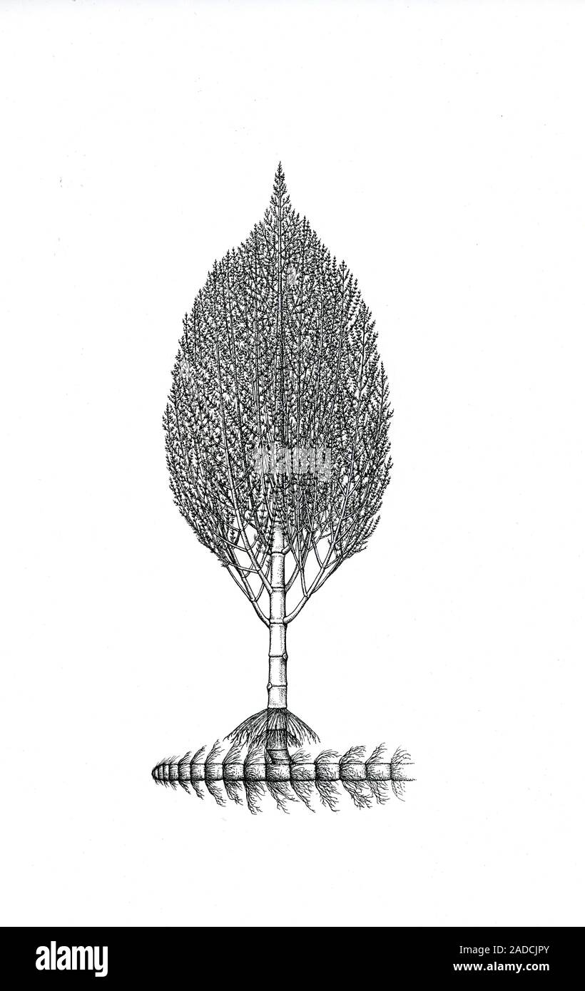 Calamites prehistoric plant, illustration. This plant existed during ...