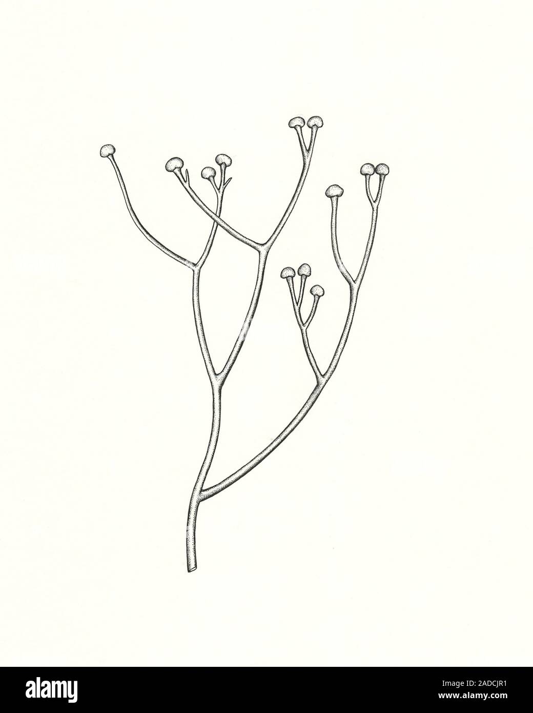 Cooksonia prehistoric plant, illustration. This specimen is Cooksonia ...