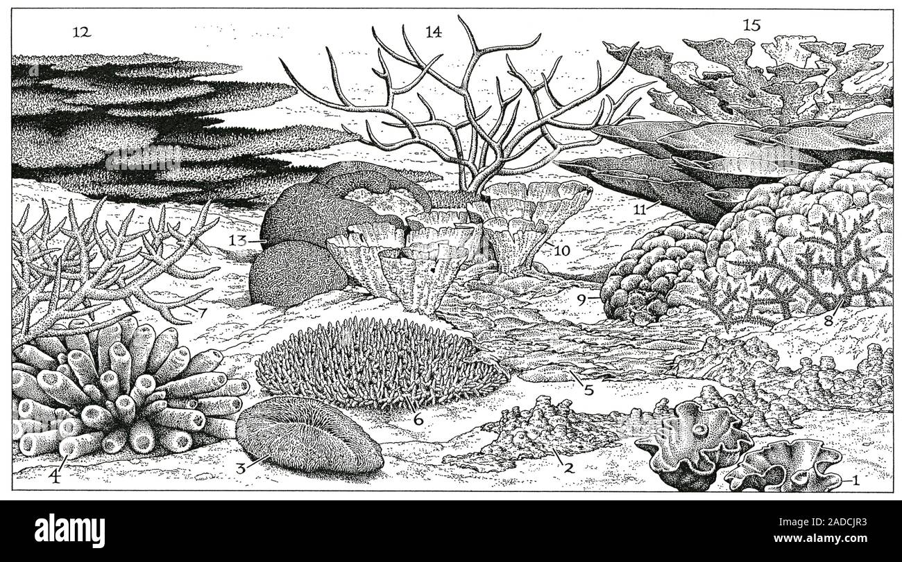Coral morphology. Illustration of the variety of coral morphology found ...