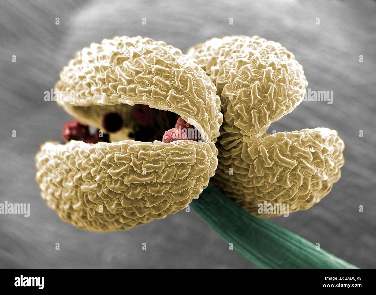 Coloured scanning electron micrograph (SEM) of pollen grains (red ...